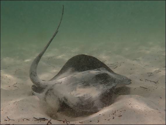 A nasty pasty – Sandbagged